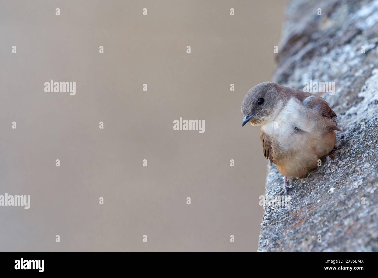 Felsenschwalbe, Crag Martin, Eurasian Crag Martin, Eurasian Crag-Martin ...