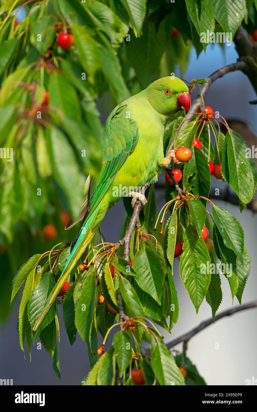 Halsbandsittich, Rose-ringed Parakeet, Ring-necked Parakeet ...