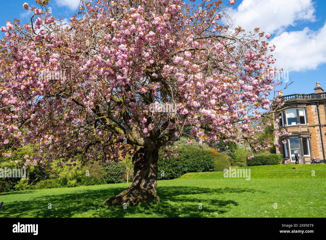 Spring Blossom at Woodthorpe Park in Nottingham Nottinghamshire England ...