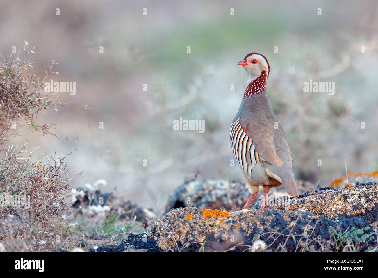 Felsenhuhn tier hi-res stock photography and images - Alamy