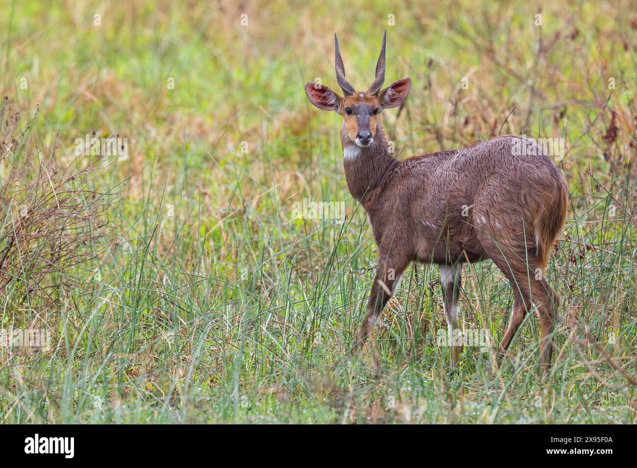 Buschbock, (Tragelaphus scriptus), Antilope Stock Photo - Alamy