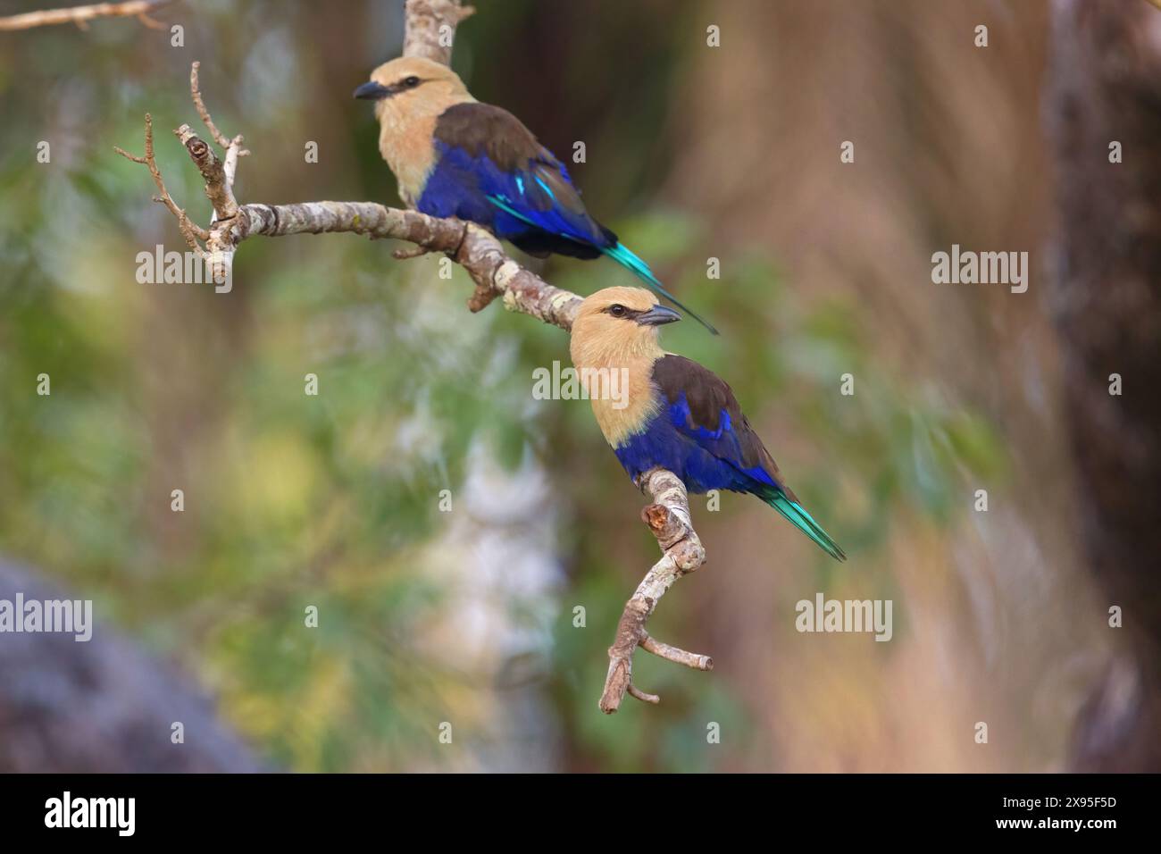 Familie der racken hi-res stock photography and images - Alamy