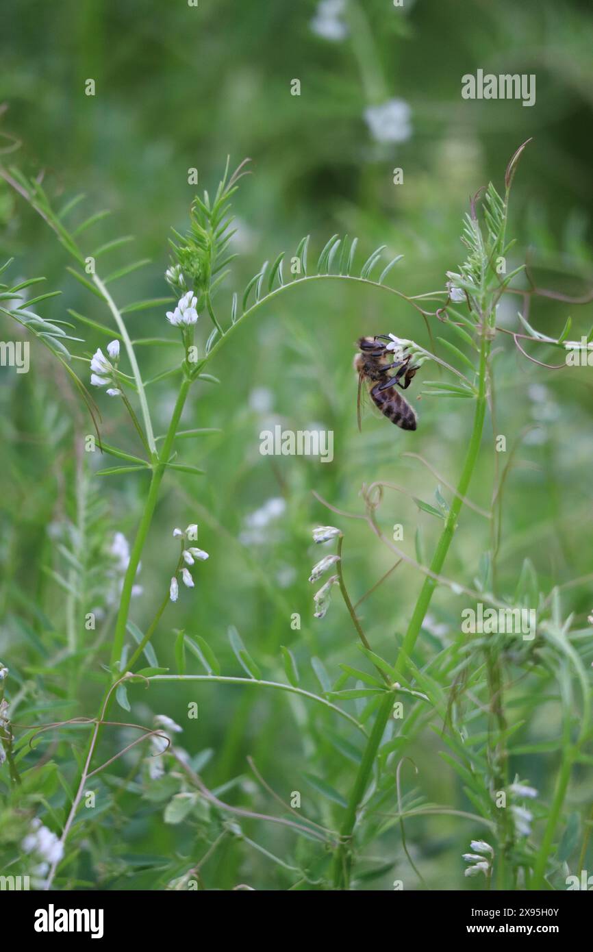 flowering tiny Vetch with Bee Stock Photo - Alamy