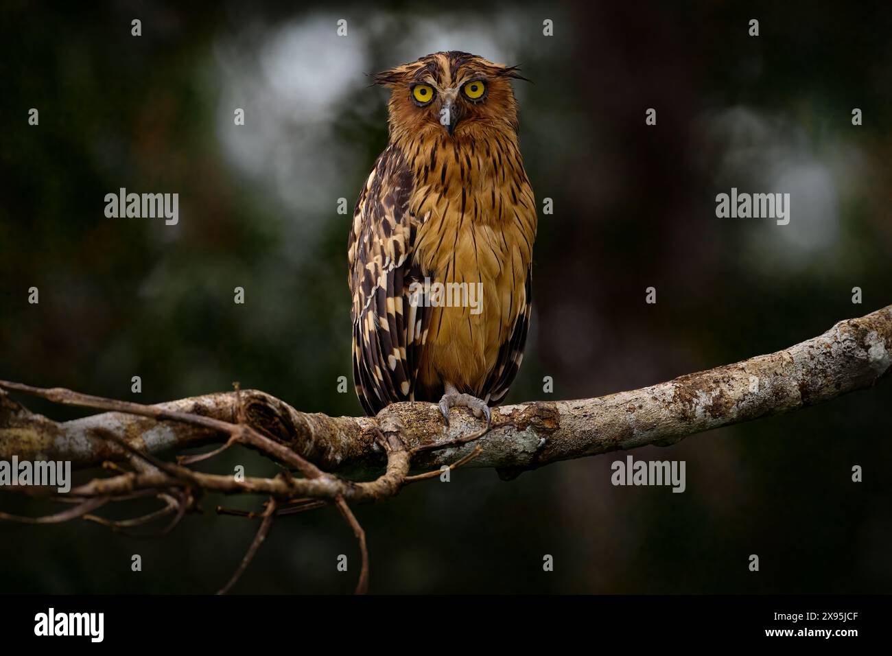 Buffy fish owl, Ketupa ketupu, sitting on the branch near the water ...