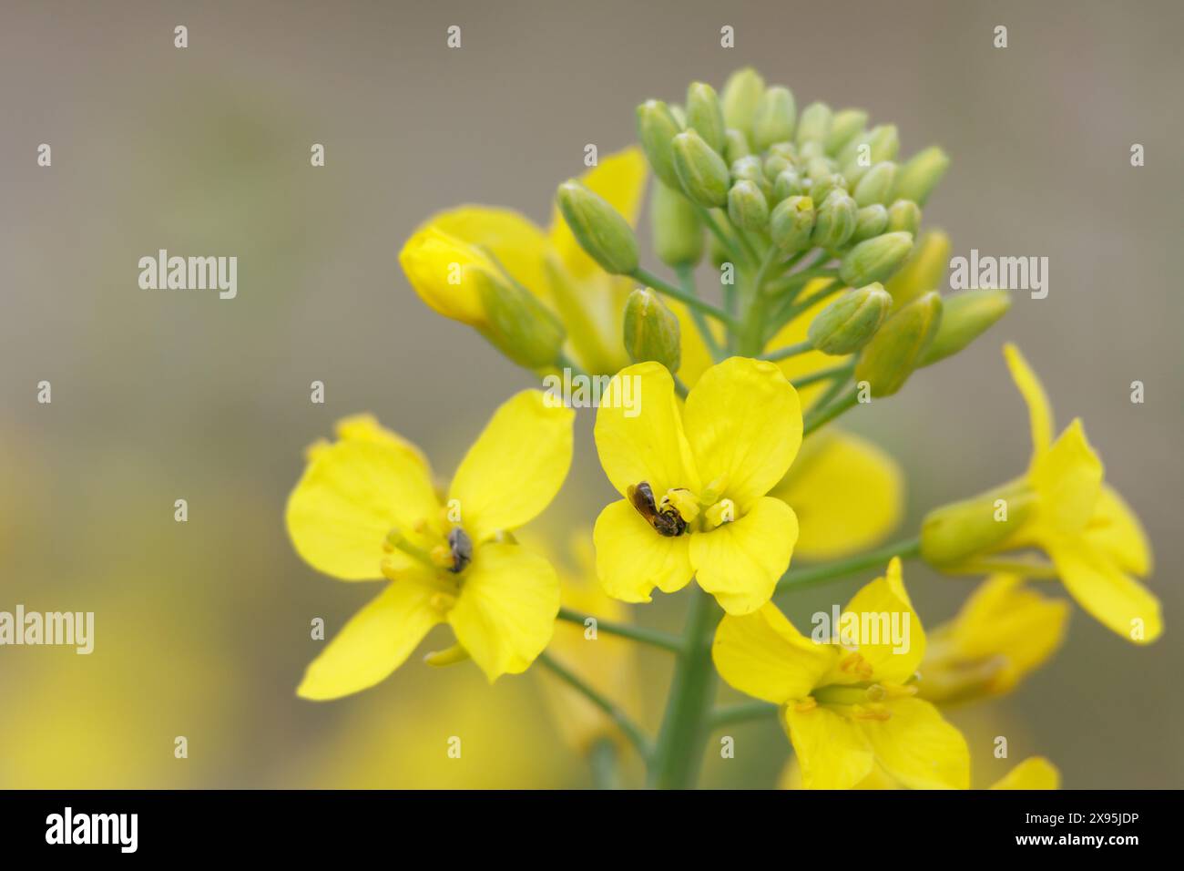 Arugula flowers and shoots, Diplotaxis tenuifolia, with small bee ...