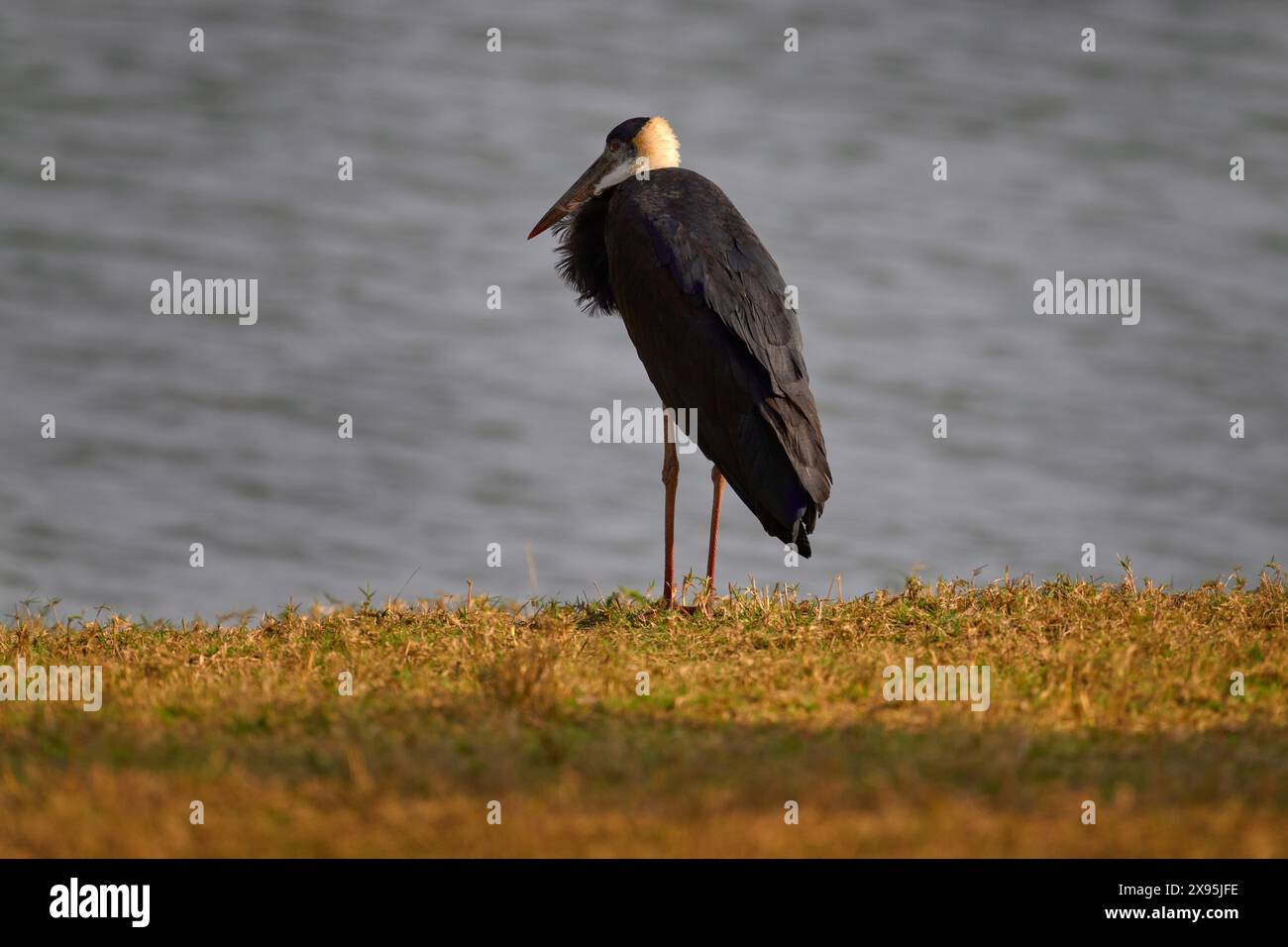 Stork in India, in the grass near the water, Kabini Lake, Nagarhole NP ...