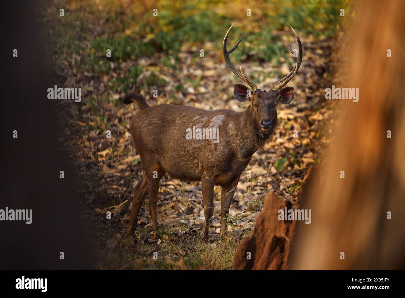 Sambar, Rusa unicolor, in the nature habitat, Kabini Nagarhole NP ...