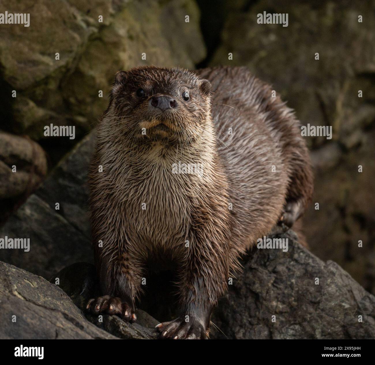 Beautiful eurasian otter lutra hi-res stock photography and images - Alamy