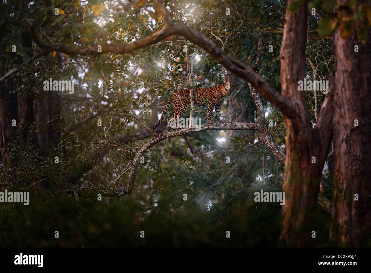 Leopard on the tree in the forest. Indian leopard, Panthera pardus ...