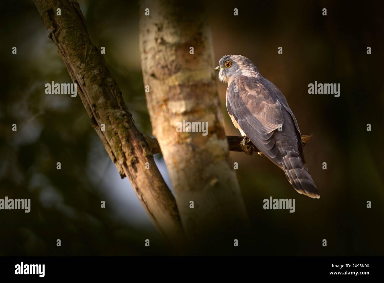 Common hawk-cuckoo, Hierococcyx varius, grey bird in the nature habitat ...