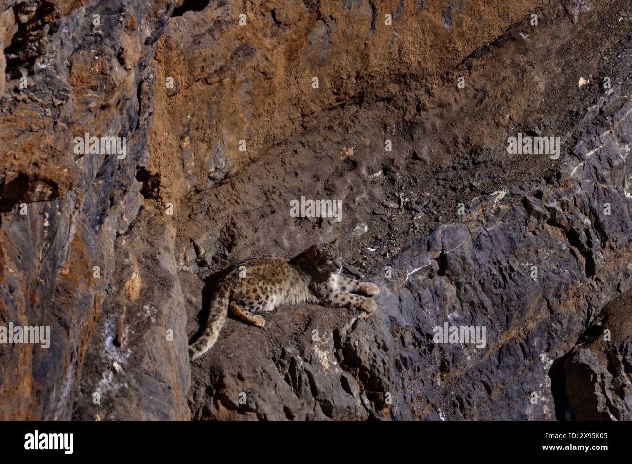 Snow leopard on the rock in winter, sitting in the nature stone rocky ...