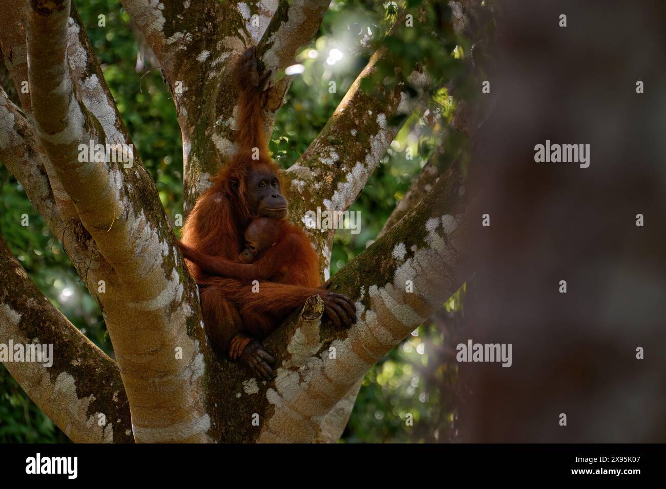 Bornean orangutan, Pongo pygmaeus, great ape animal in the tropic ...