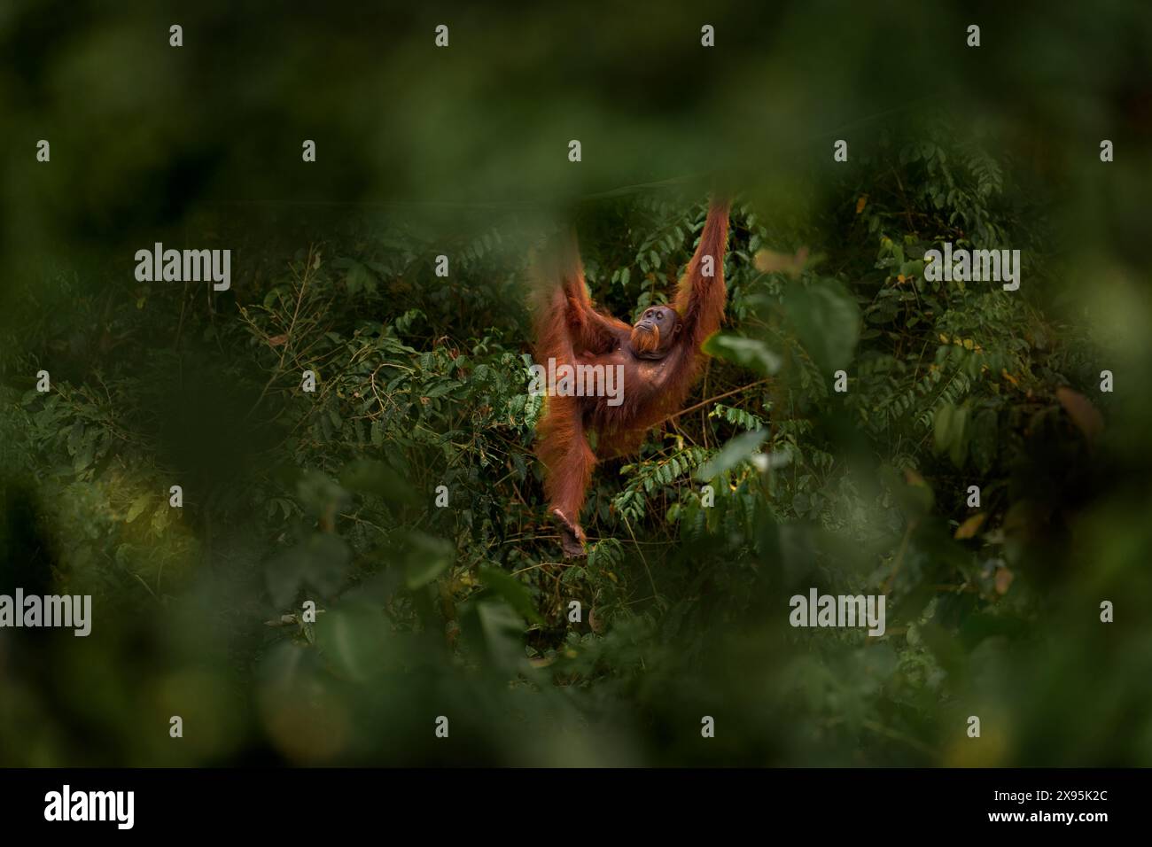 Bornean orangutan, Pongo pygmaeus, great ape animal in the tropic ...