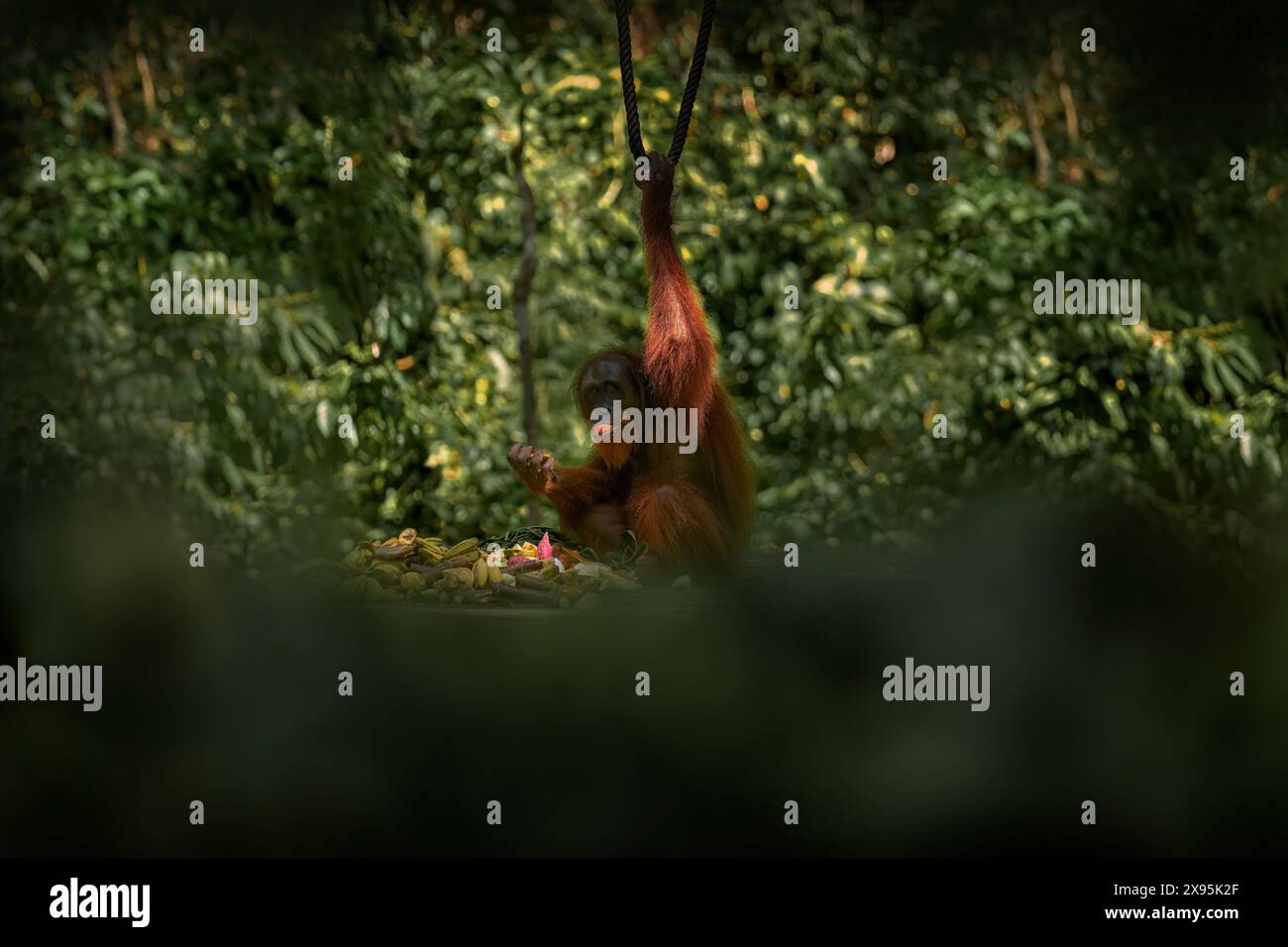 Bornean orangutan, Pongo pygmaeus, great ape animal in the tropic ...