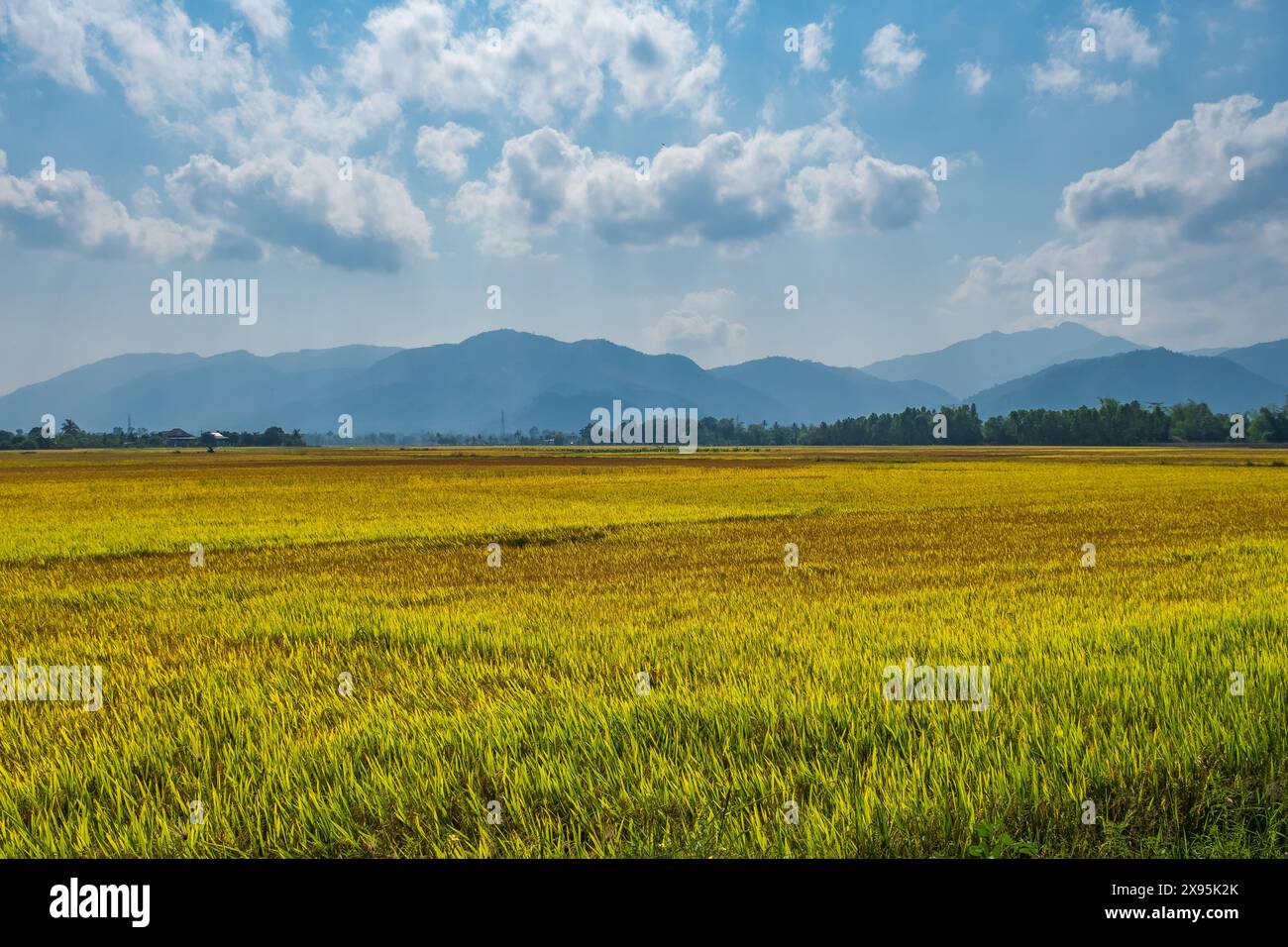 Image of beautiful Terraced rice field in water season and Irrigation ...