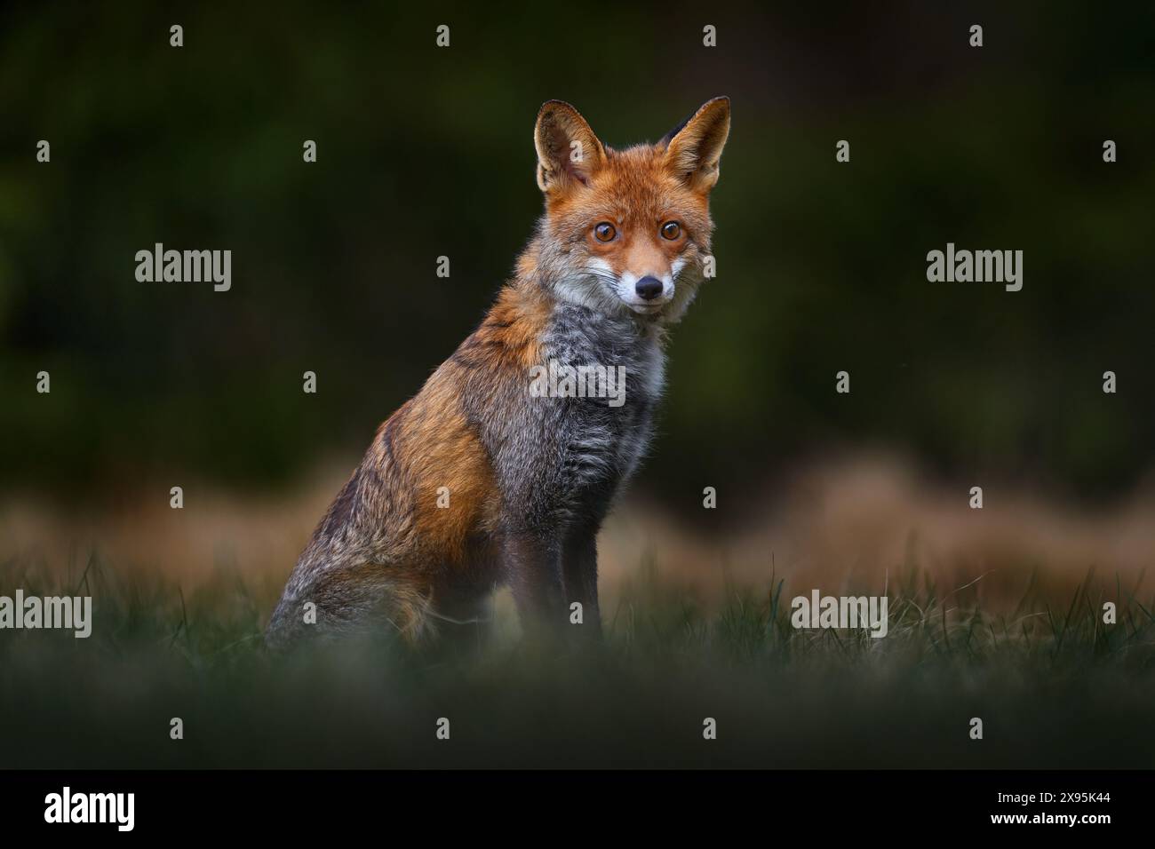 Red fox lost in the dark forest. Cute orange fur coat animal in the ...