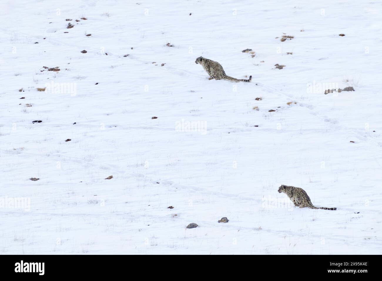 Snow leopard habitat hi-res stock photography and images - Alamy