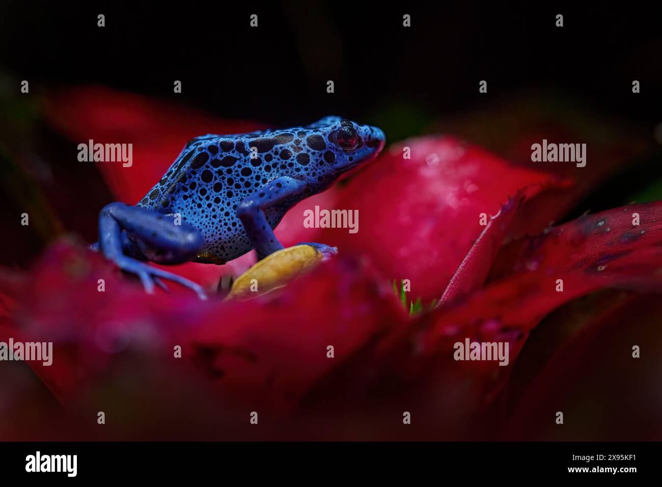 Dendrobates tinctorius 'True Sipaliwini', Dyeing Poison Dart Frog, blue ...