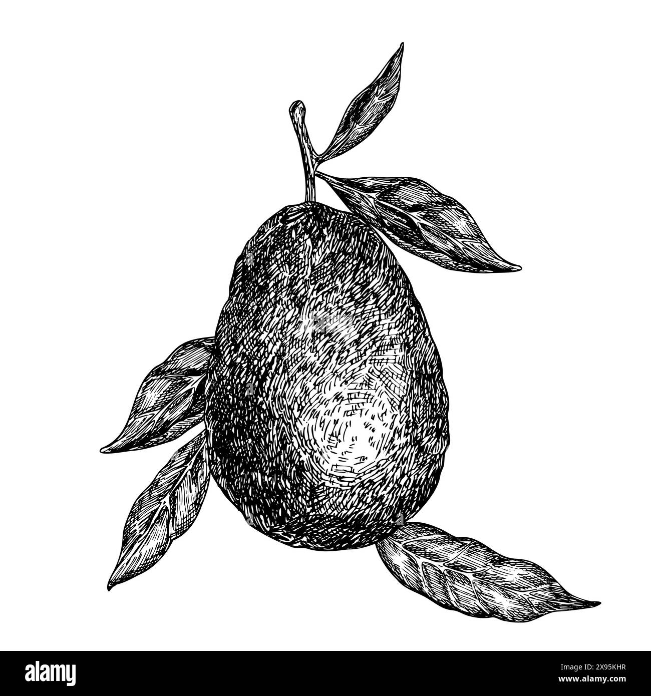 Avocado hass graphic vector illustration, hand drawn sketch of ...