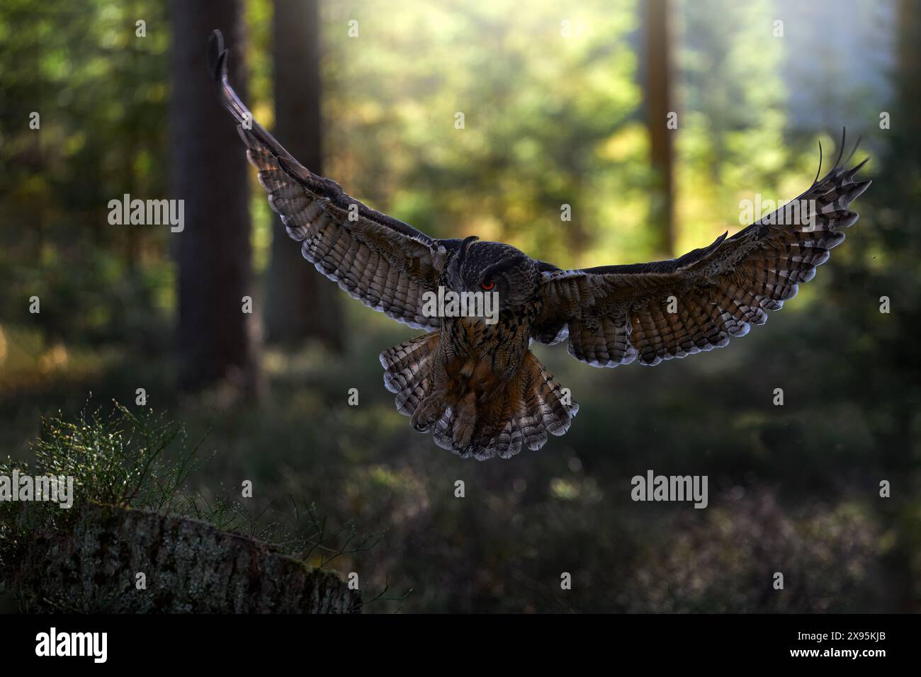 Autumn forest wildlife. Flying Eurasian Eagle Owl, Bubo bubo, with open ...