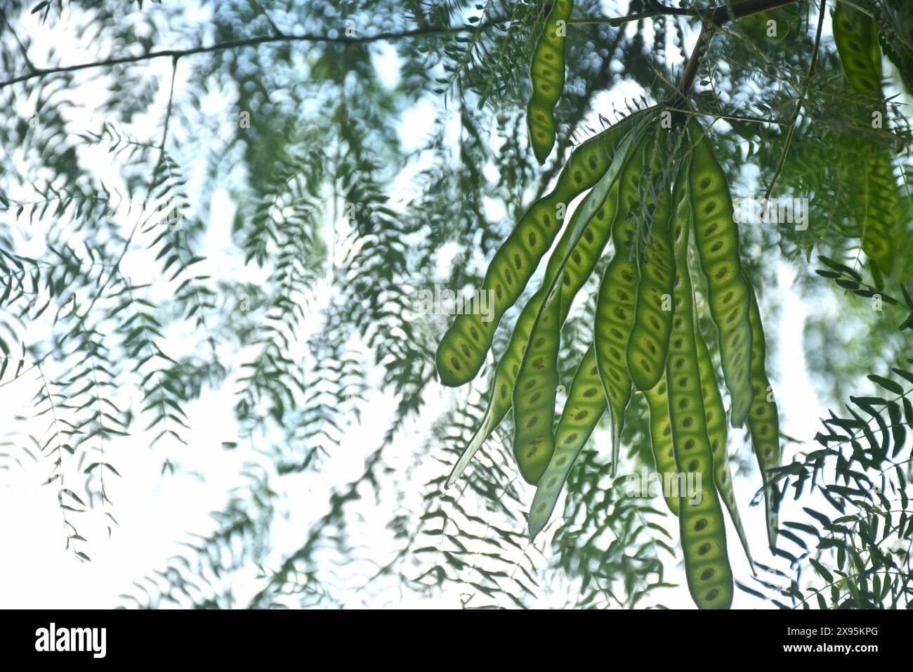 Acacia tree hanging seed hi-res stock photography and images - Alamy