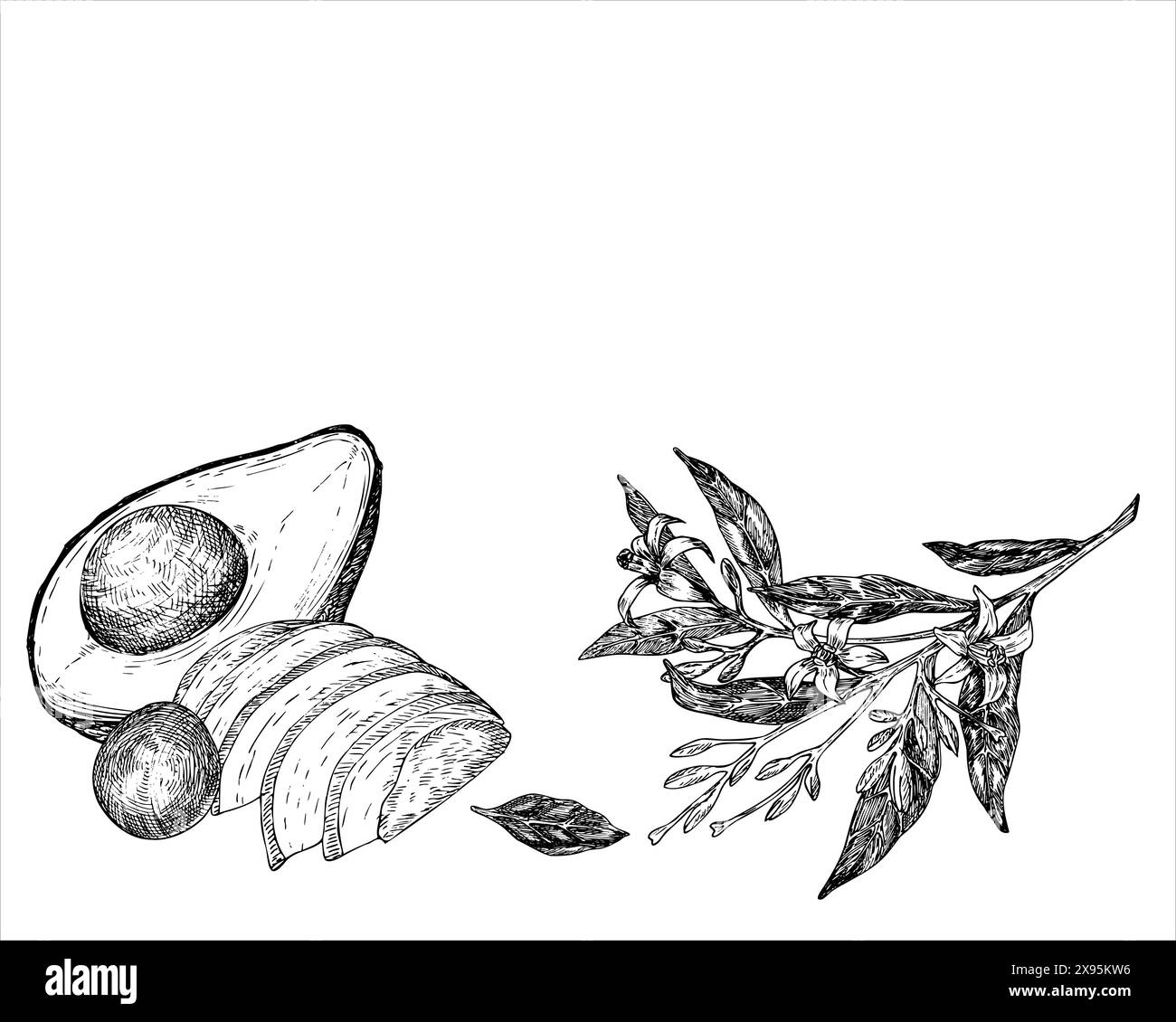 Avocado hass graphic vector frame with illustration, hand drawn sketch ...