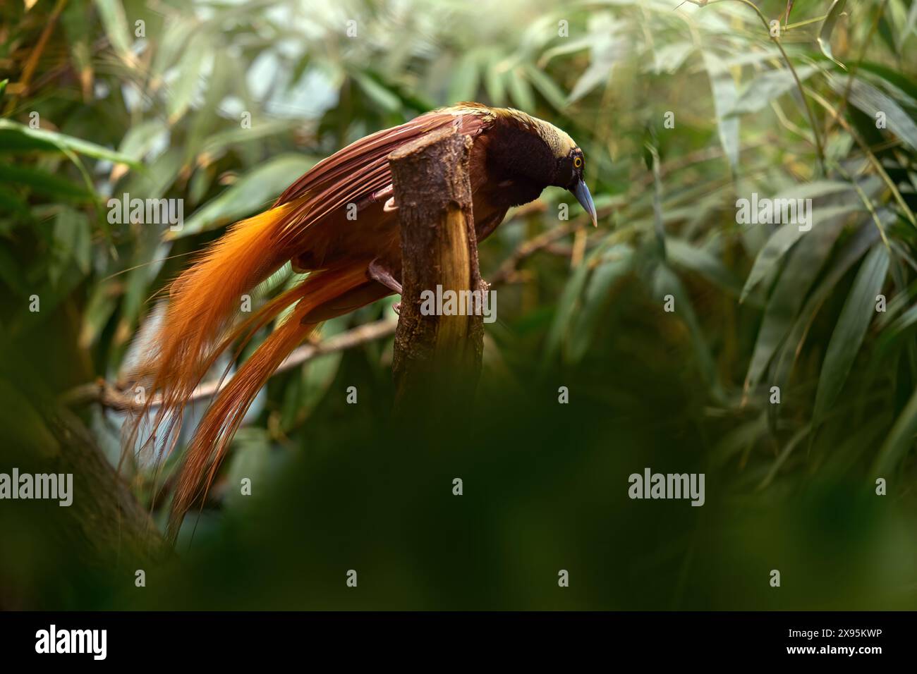 Raggiana bird-of-paradise, Paradisaea raggiana, bird in the nature ...