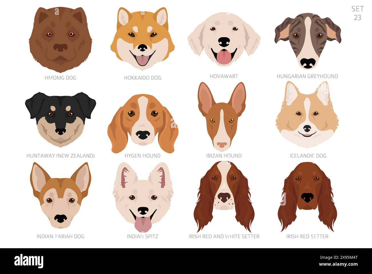 Dog head in alphabet order. All dog breeds. Colour vector design ...