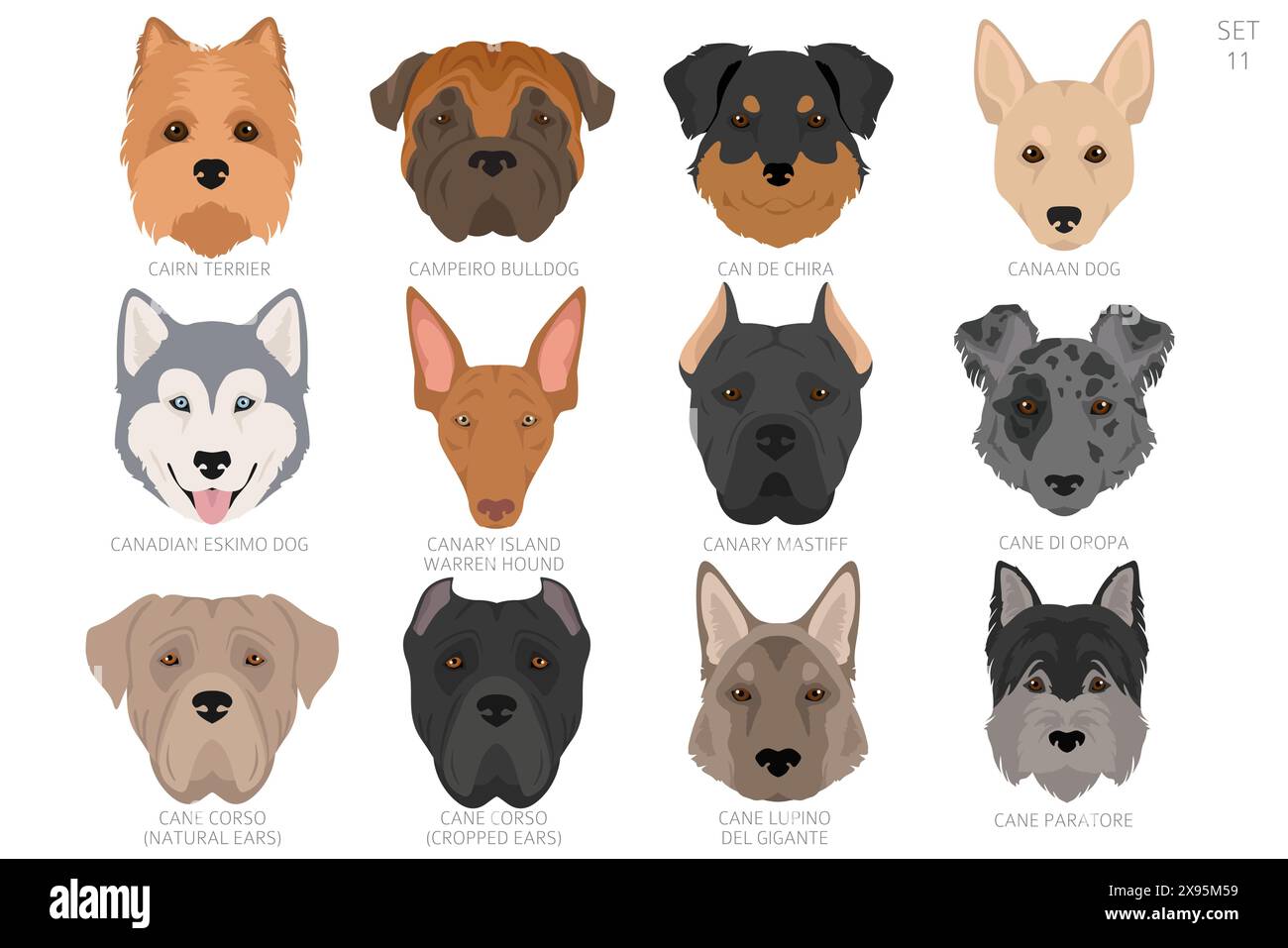 Dog head in alphabet order. All dog breeds. Colour vector design ...