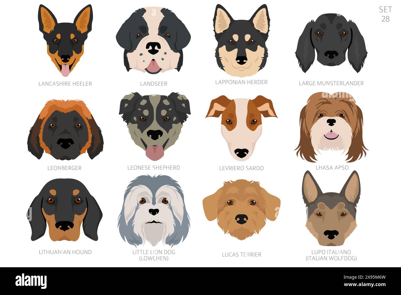 Dog head in alphabet order. All dog breeds. Colour vector design ...