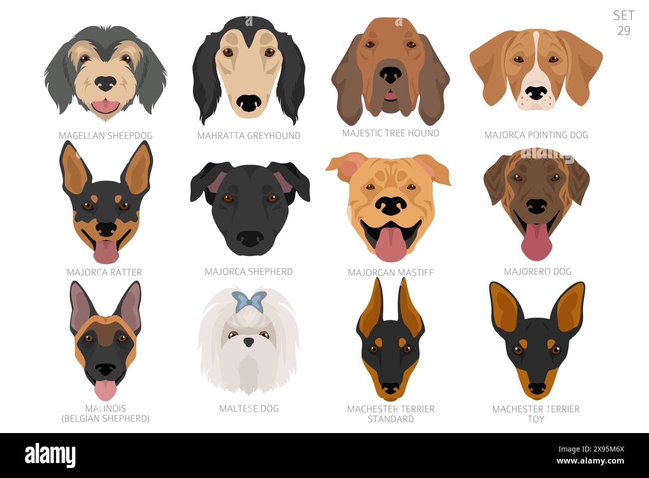 Dog head in alphabet order. All dog breeds. Colour vector design ...