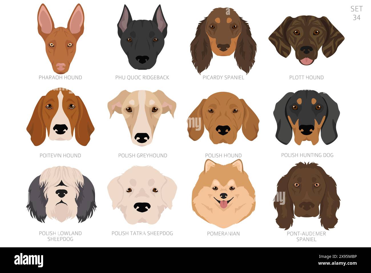 Dog head in alphabet order. All dog breeds. Colour vector design ...