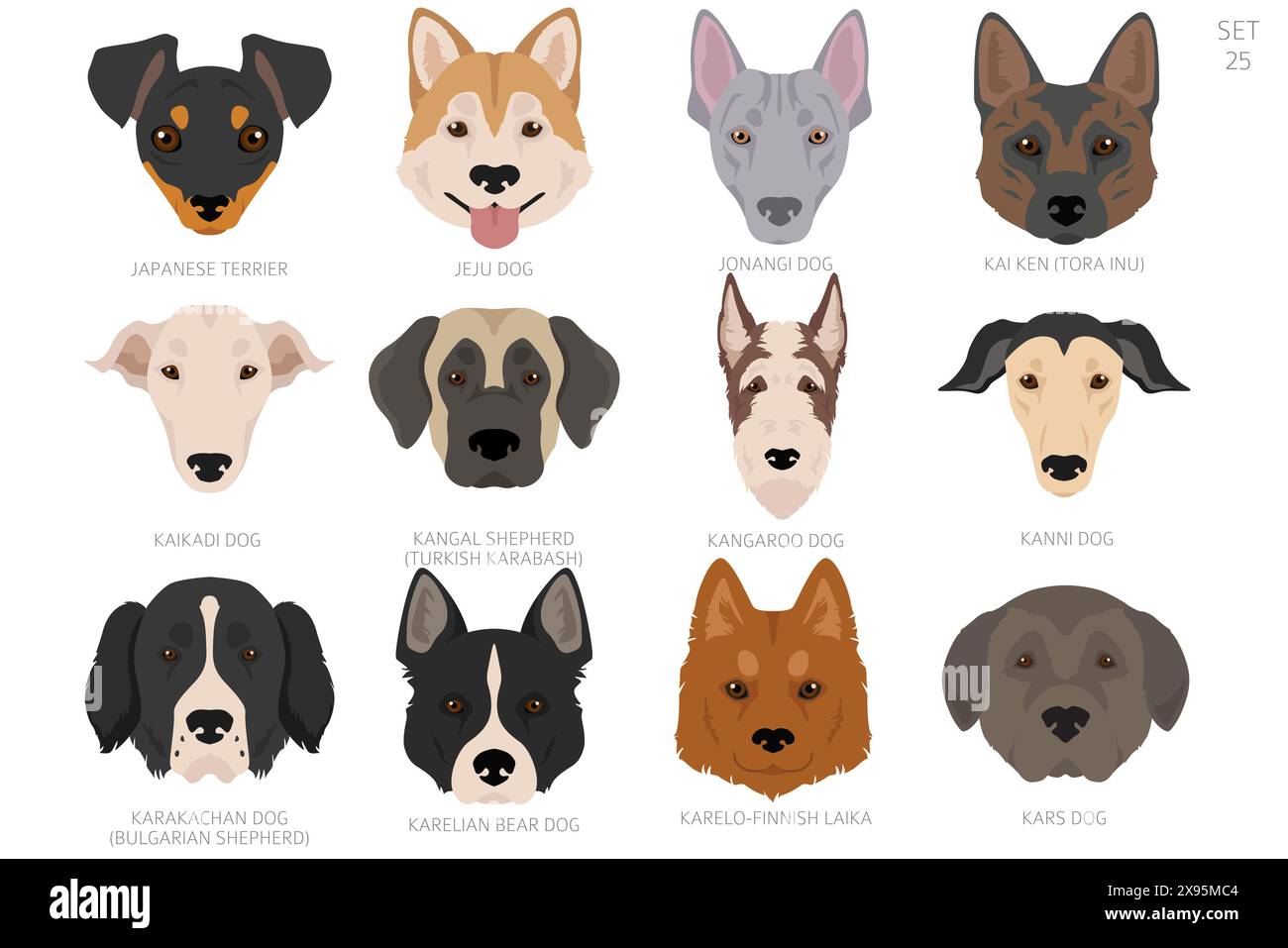 Dog head in alphabet order. All dog breeds. Colour vector design ...