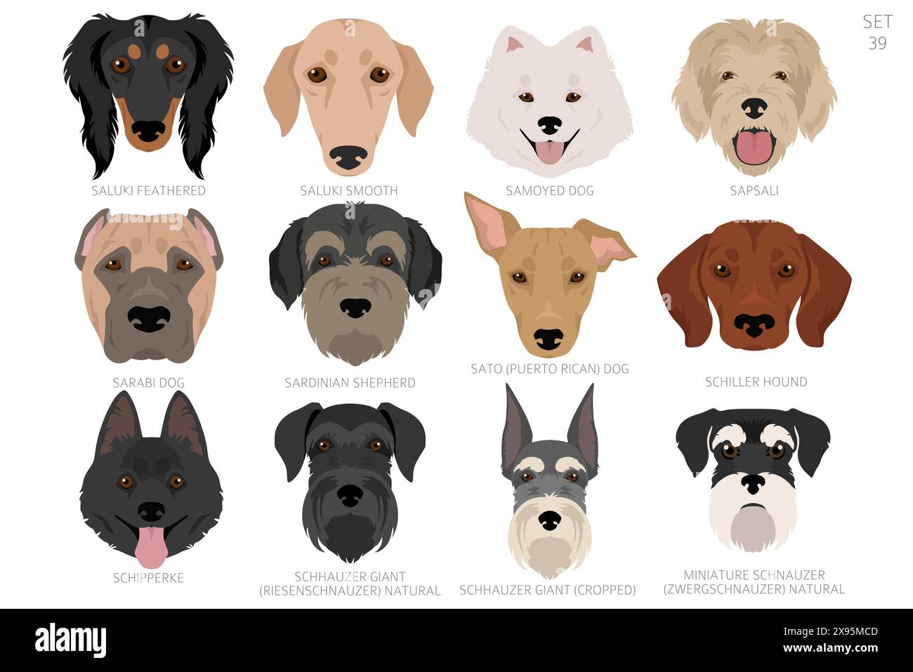 Dog head in alphabet order. All dog breeds. Colour vector design ...
