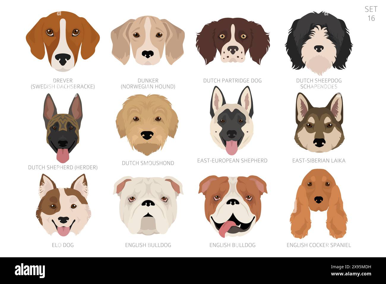 Dog head in alphabet order. All dog breeds. Colour vector design ...
