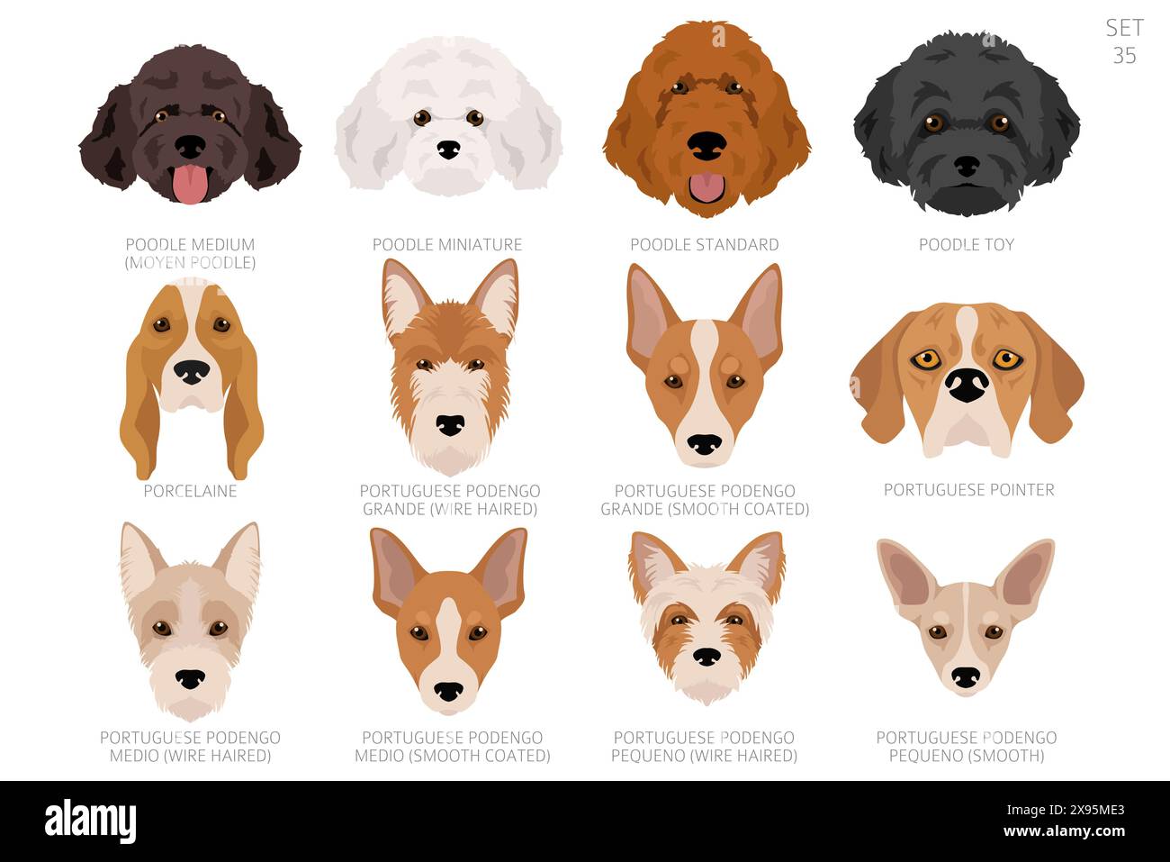 Dog head in alphabet order. All dog breeds. Colour vector design ...