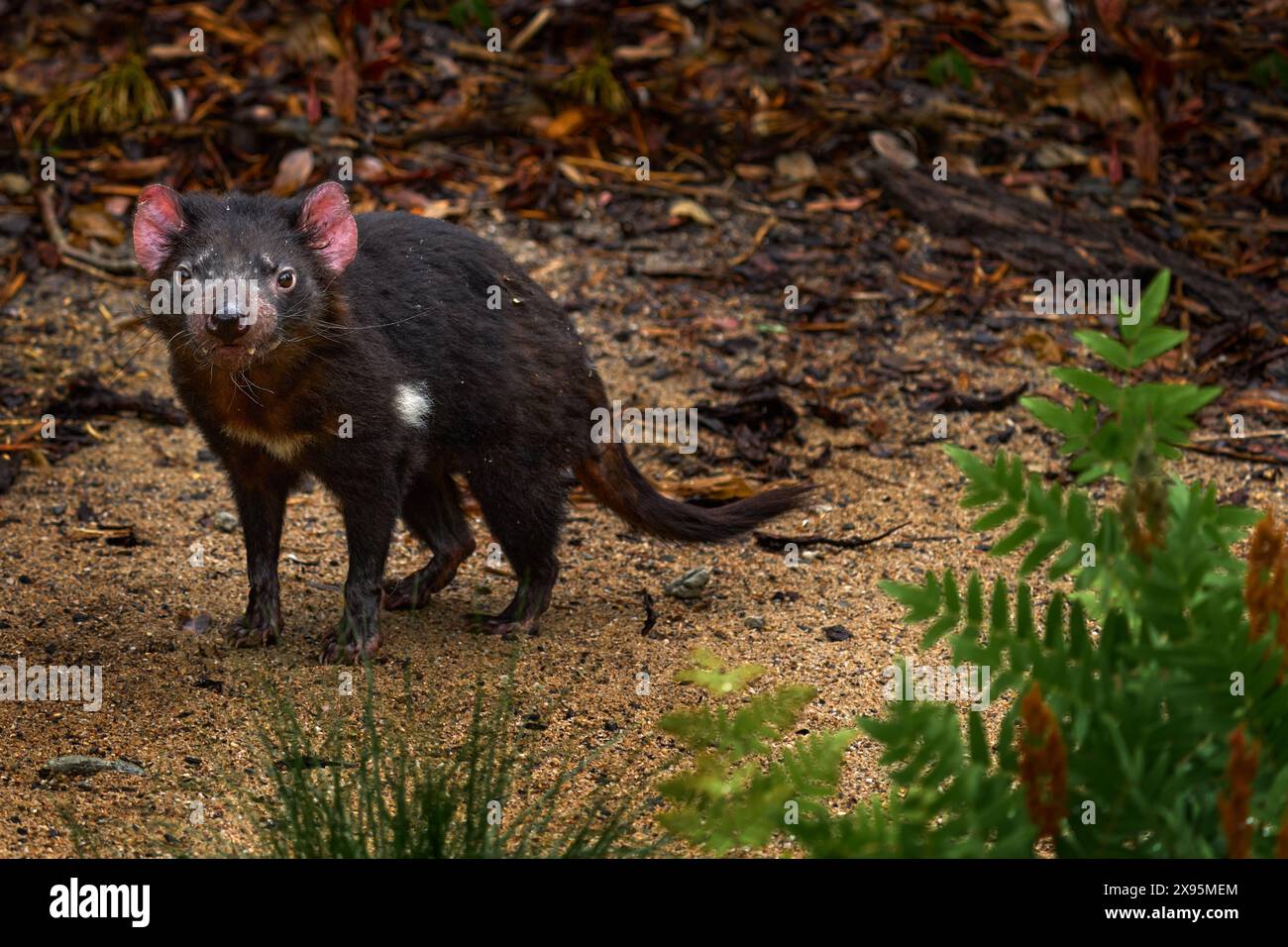 Tasmanian devil, Sarcophilus harrisii, carnivorous marsupial in the ...