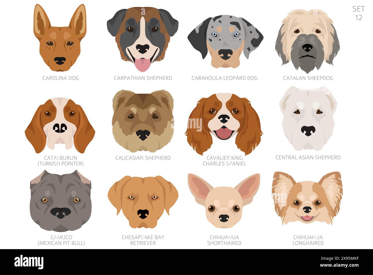 Dog head in alphabet order. All dog breeds. Colour vector design ...