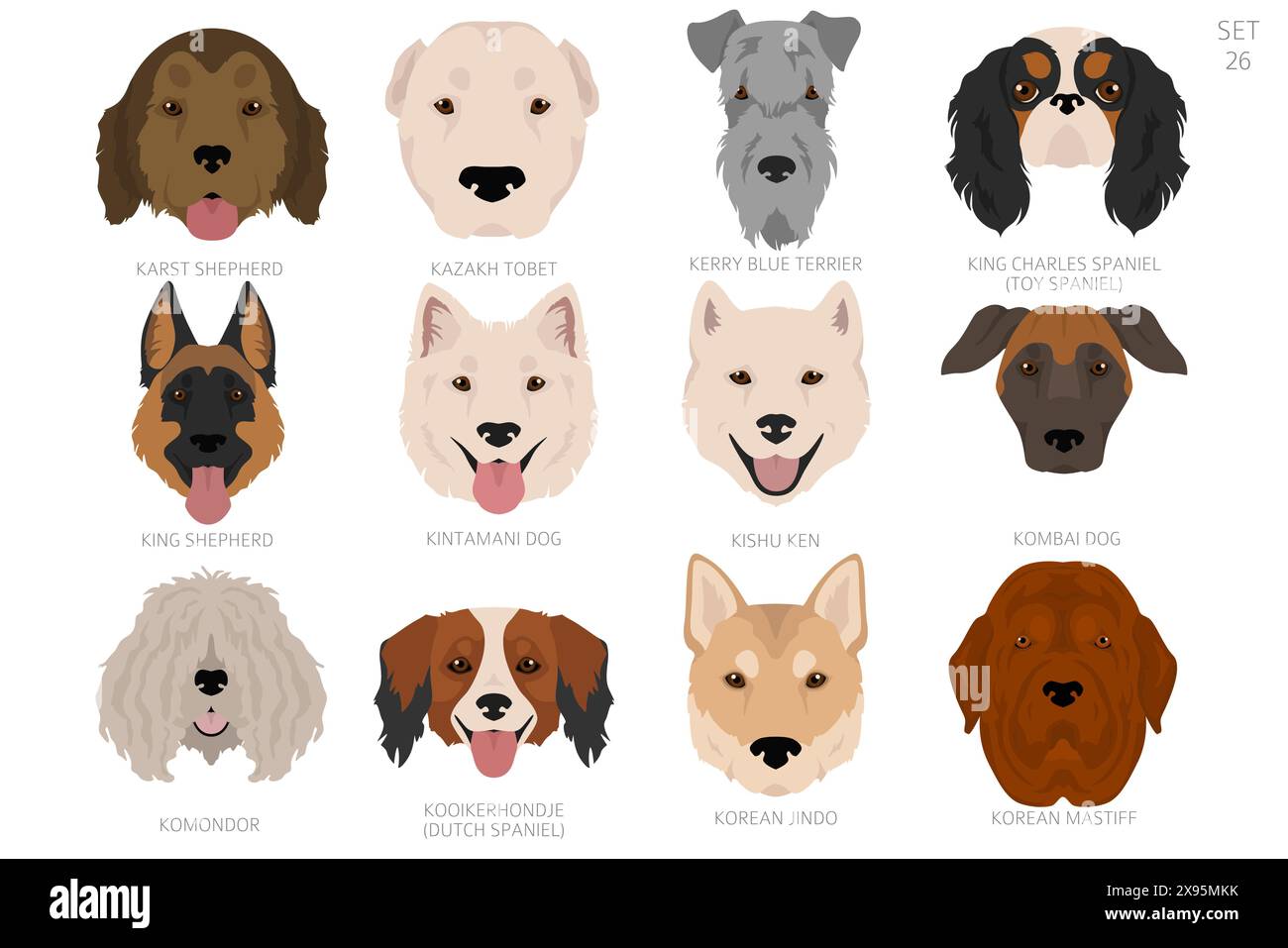 Dog head in alphabet order. All dog breeds. Colour vector design ...