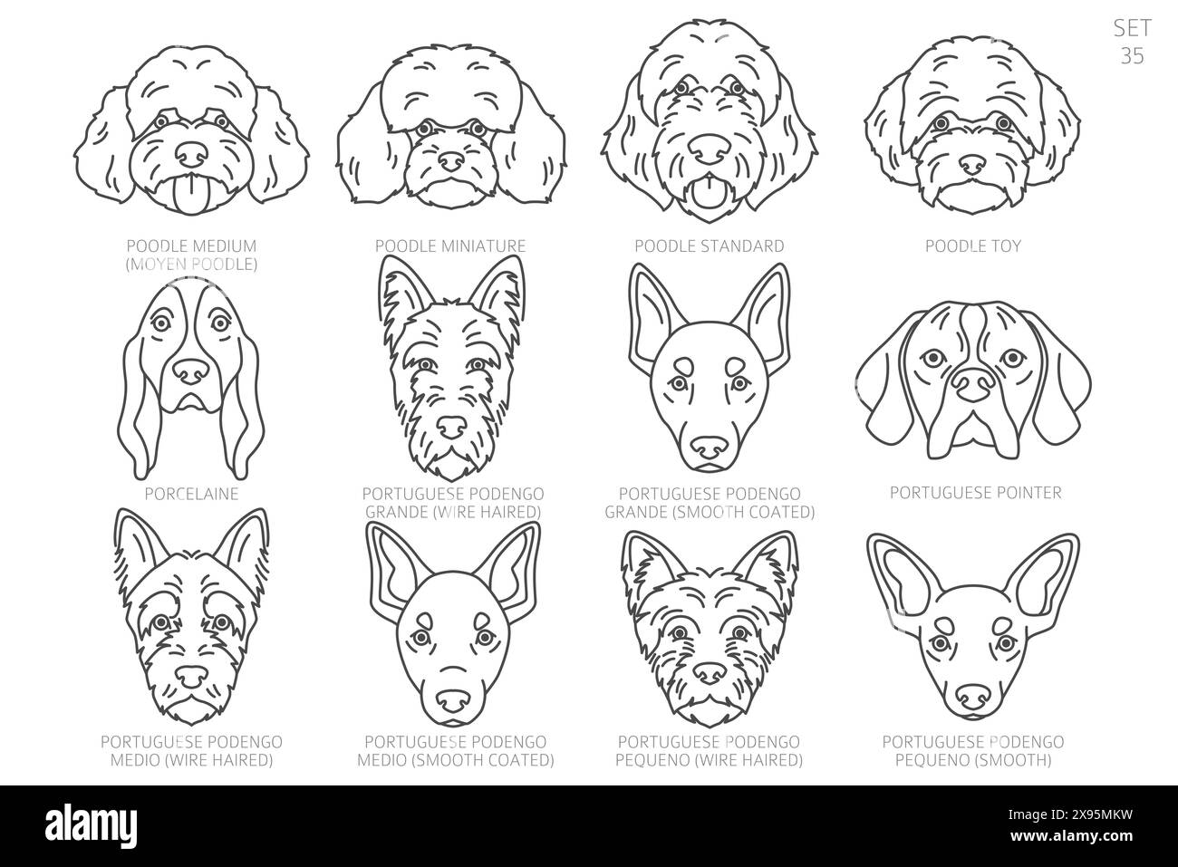Dog head Silhouettes in alphabet order. All dog breeds. Simple line ...