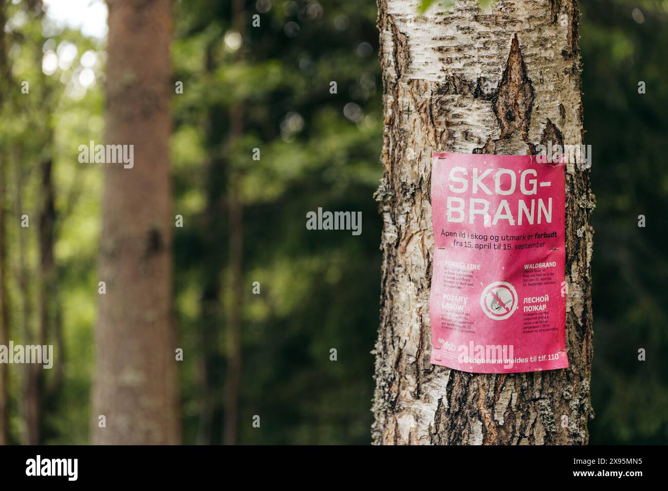 A weathered red poster hanging on a lone tree with forest in the ...