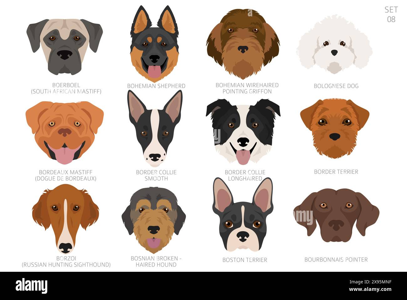 Dog head in alphabet order. All dog breeds. Colour vector design ...