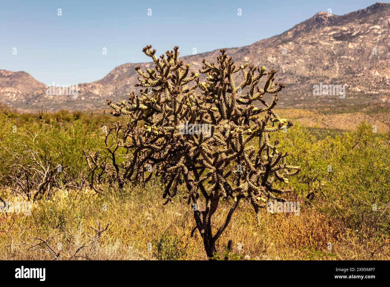 Natural close up flowering plant portrait of Smooth chain-fruit Cholla ...