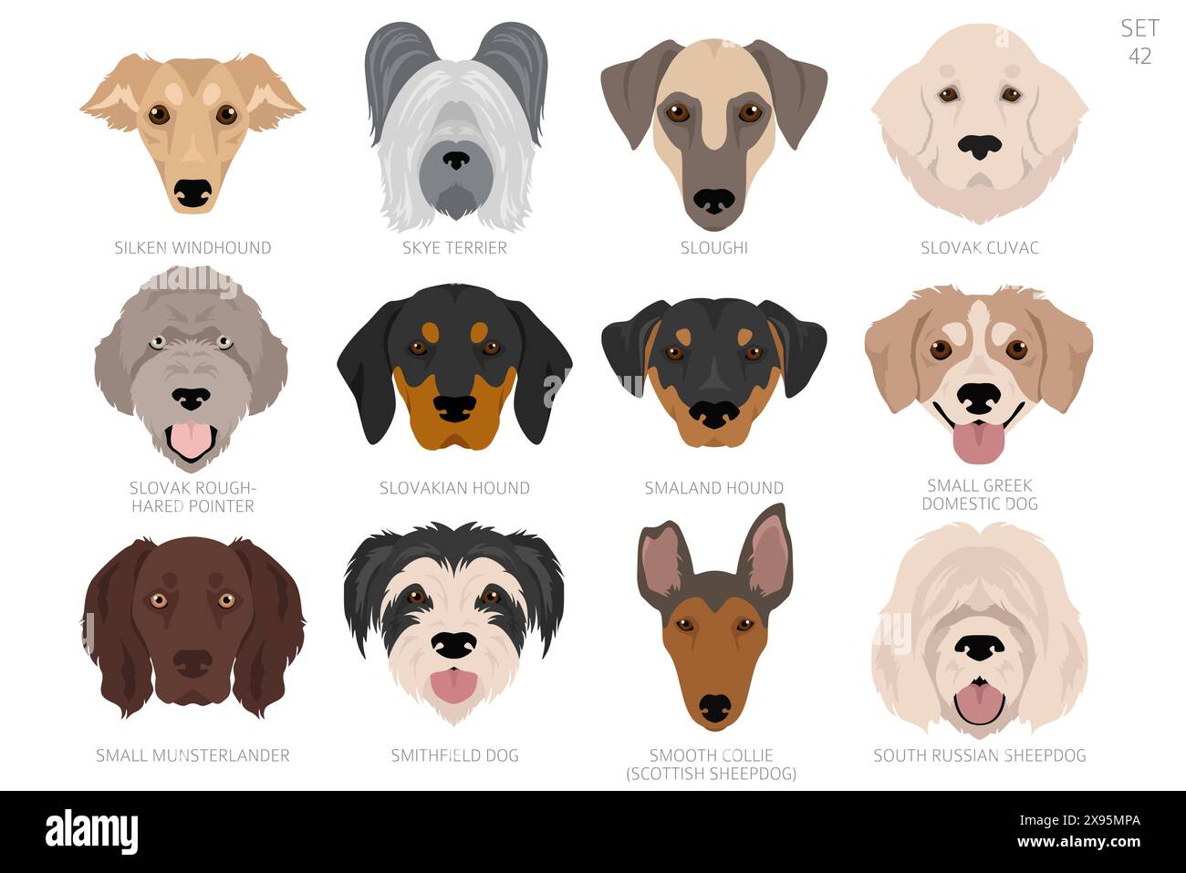Dog head in alphabet order. All dog breeds. Colour vector design ...