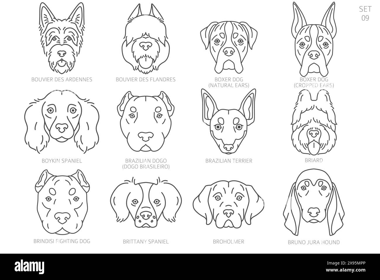 Dog head Silhouettes in alphabet order. All dog breeds. Simple line ...