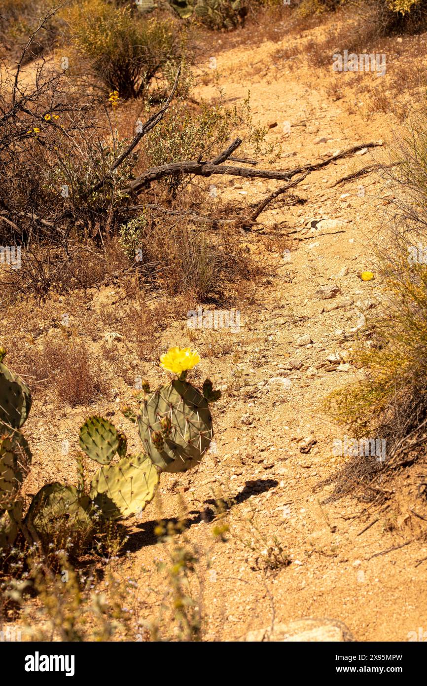 Intimate Sonoran wildflower landscape along highway 77 (Globe to Tucson ...