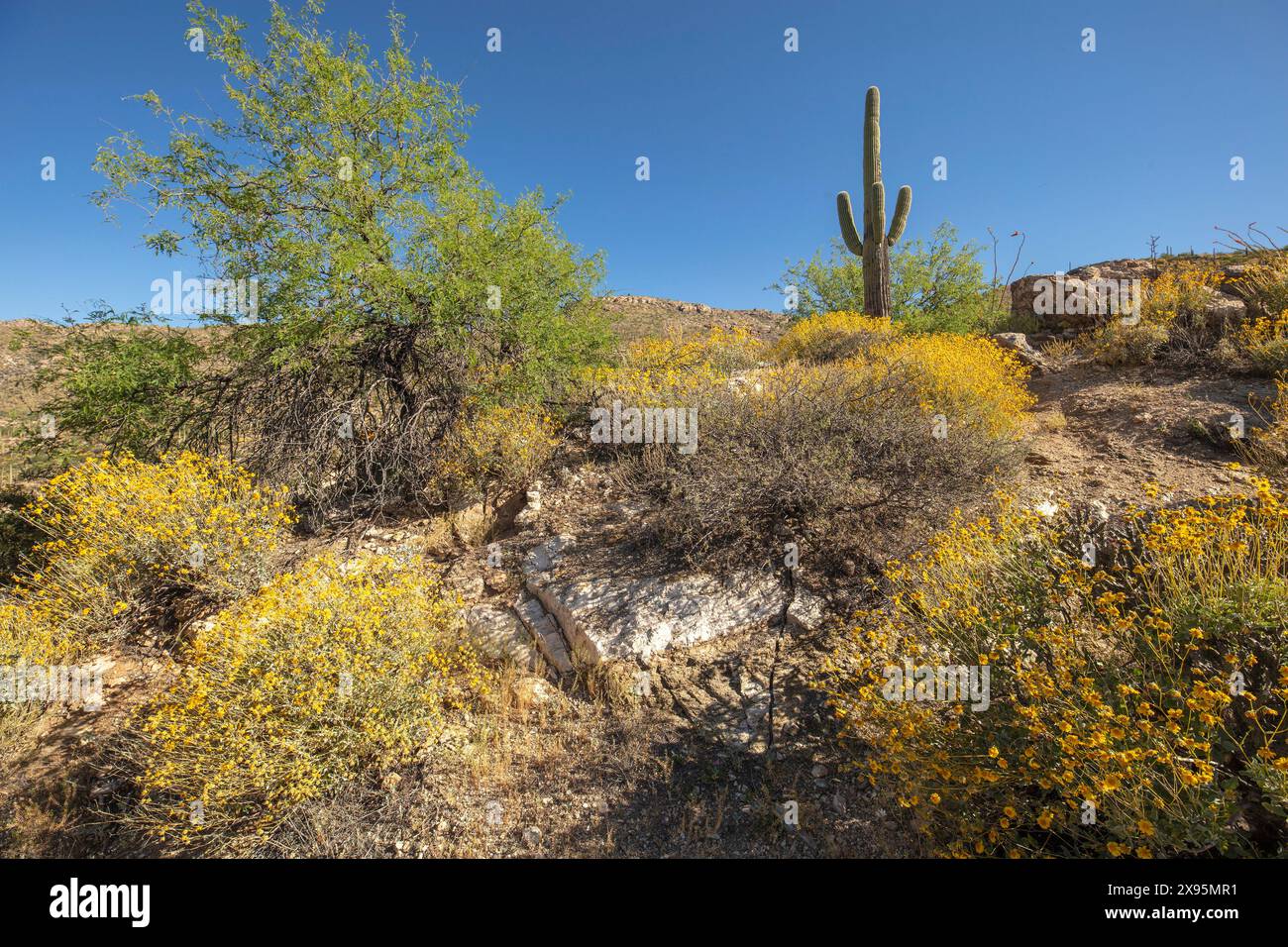 Majestic Saguaro, Saˈɣwaɾo, Carnegiea Gigantea, standing in glorious ...