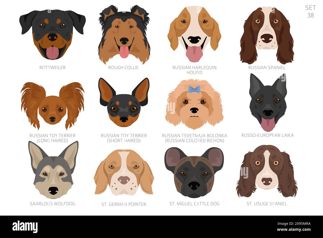 Dog head in alphabet order. All dog breeds. Colour vector design ...