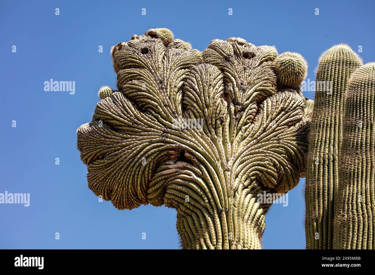Semi-close up plant portrait of Cristate saguaro cactus imagined as a ...