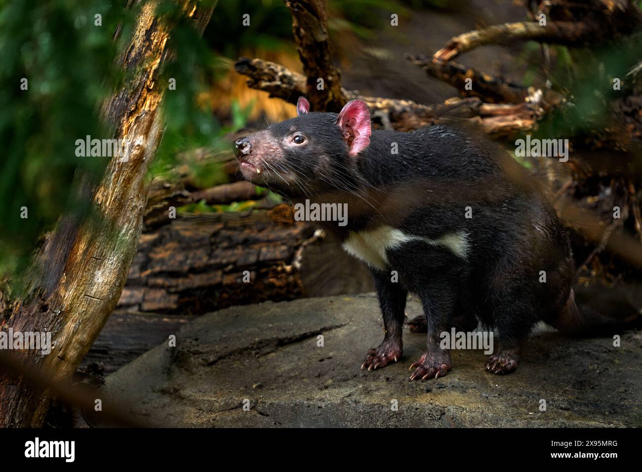 Tasmanian devil, Sarcophilus harrisii, carnivorous marsupial in the nature habitat. Rare animal ...